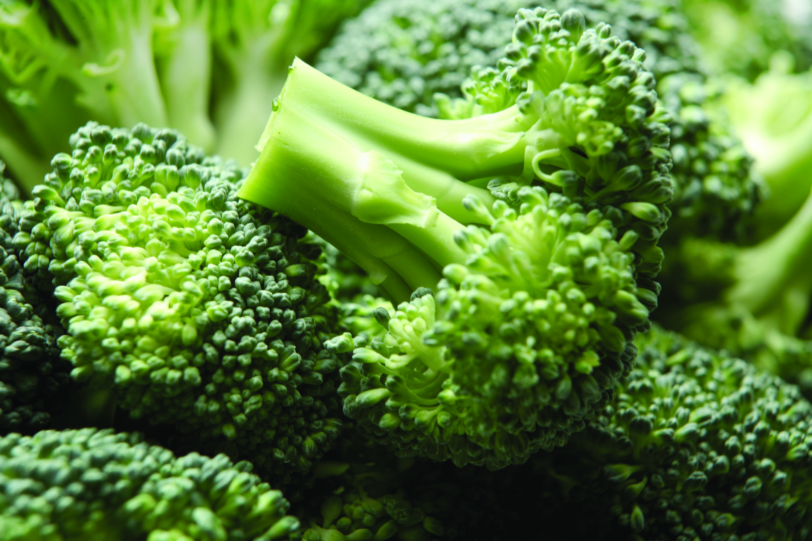 Brocoli : comment le conserver | Comment conserver